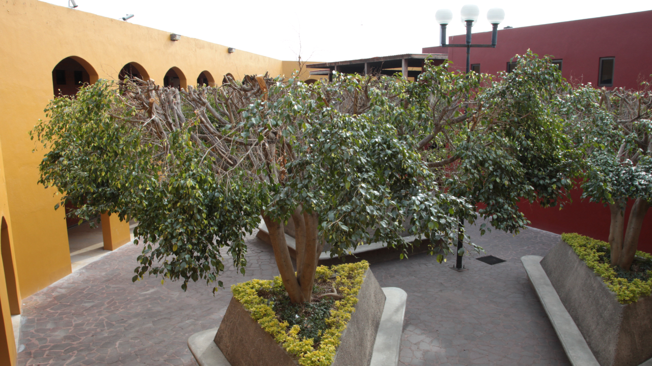 UTAN en línea | Ciencias de la Educación en línea